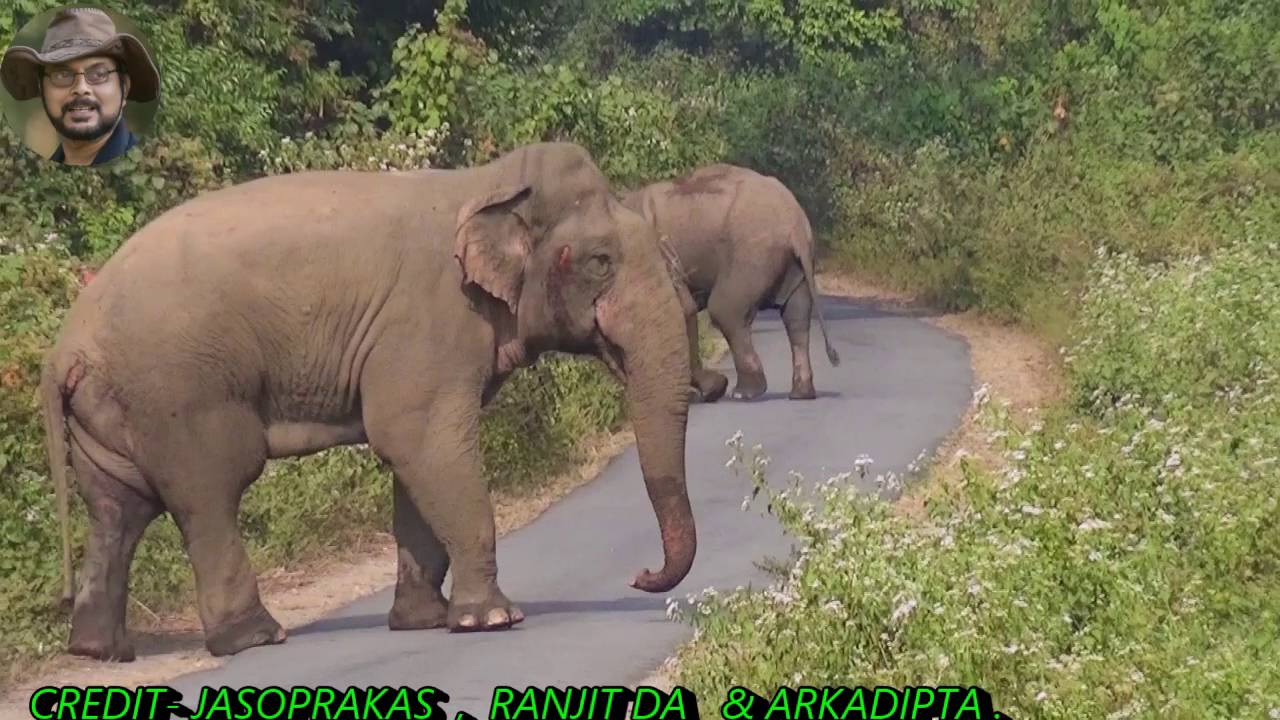 2 Times Makna Elephant Following His Partner On same route. - YouTube