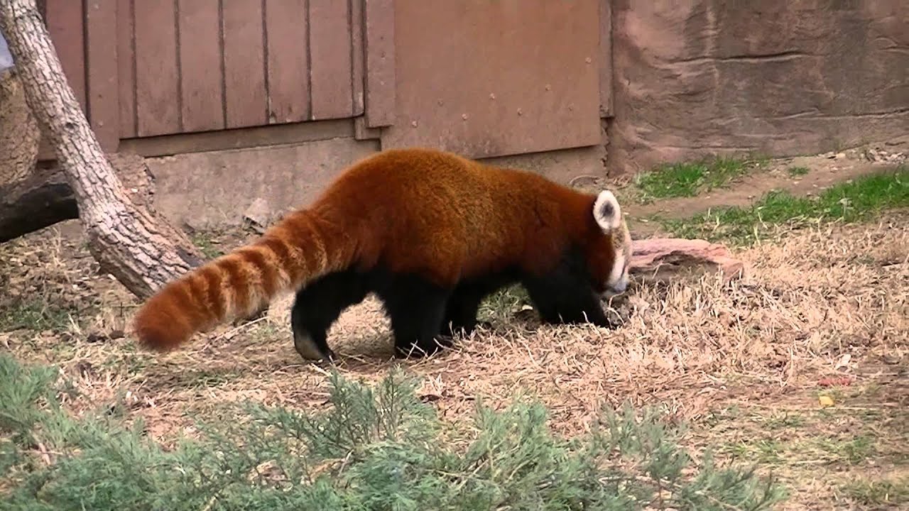 Red Panda on the Hunt - YouTube