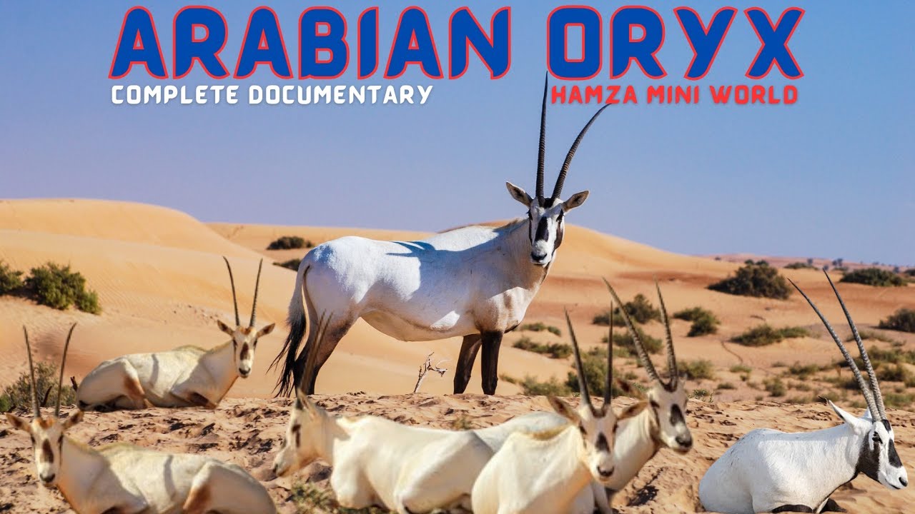 Arabian Oryx | Complete Documentary - Hamza Mini World - YouTube