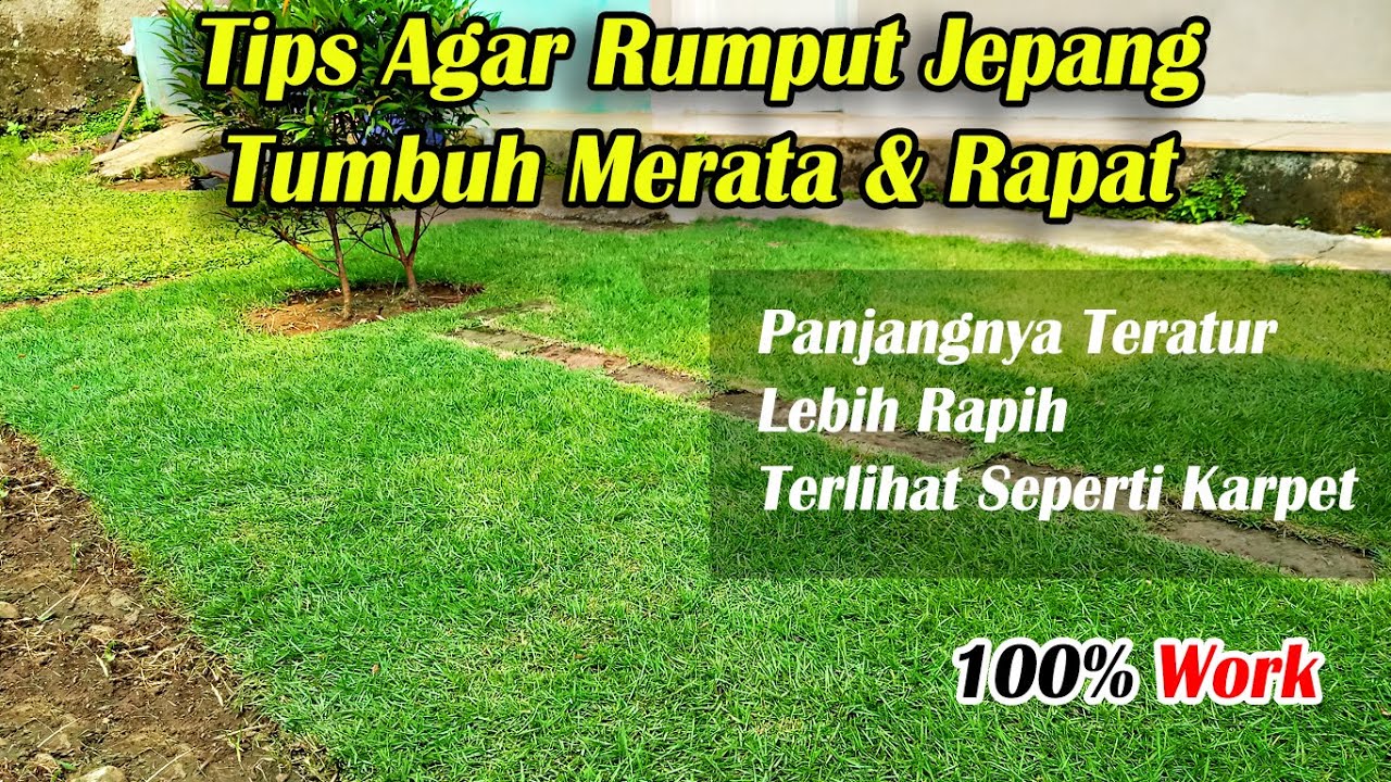 Tips Agar Rumput Jepang Tumbuh Merata dan Rapat - YouTube