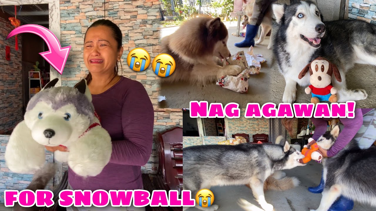 Opening Their Christmas Presents! | GOT ONE FOR SNOWBALL! | Husky Pack ...