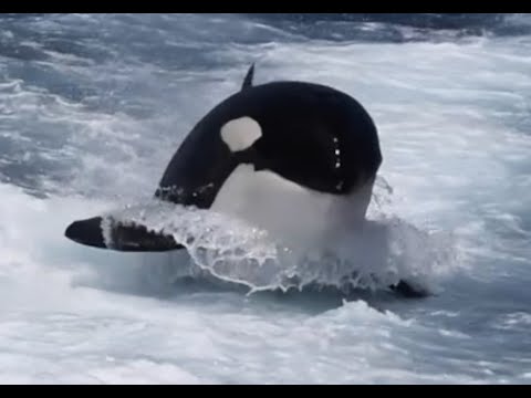 Australian Orca on the Hunt - YouTube