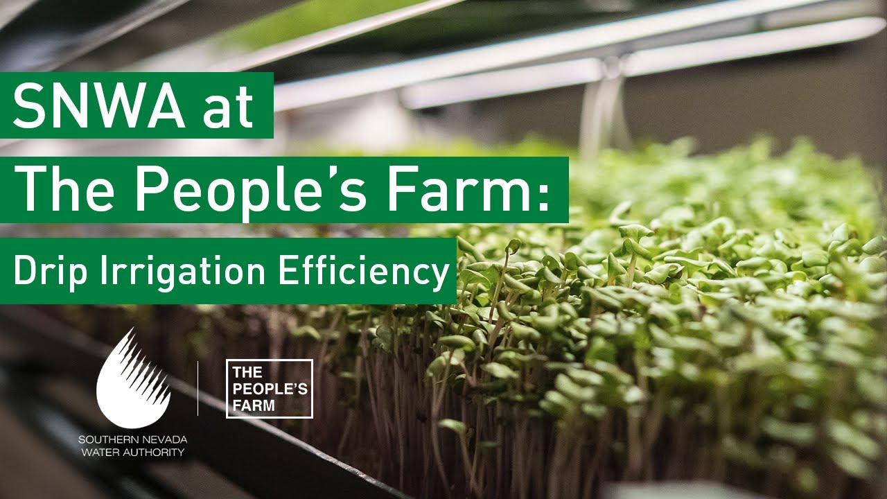 SNWA at The People's Farm: Drip Irrigation Efficiency - YouTube