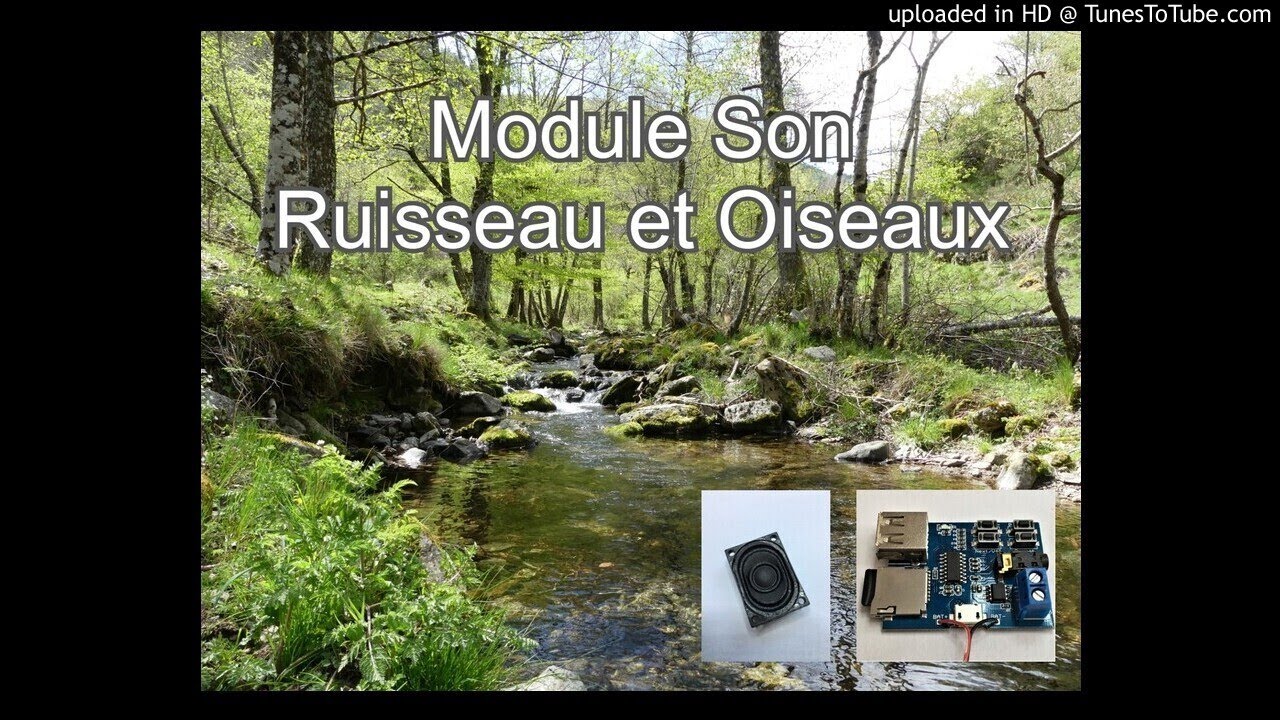 Ambiance Ruisseau avec Oiseaux - YouTube