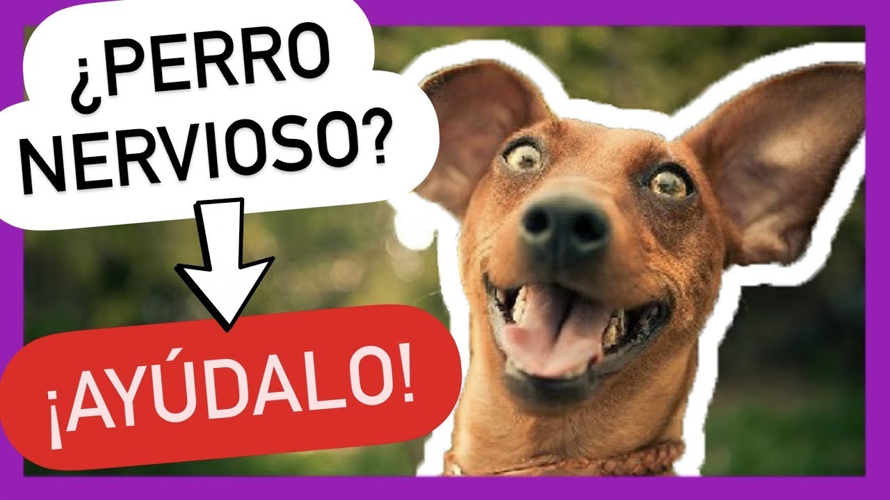 Como Te Acercas A Un Perro Nervioso