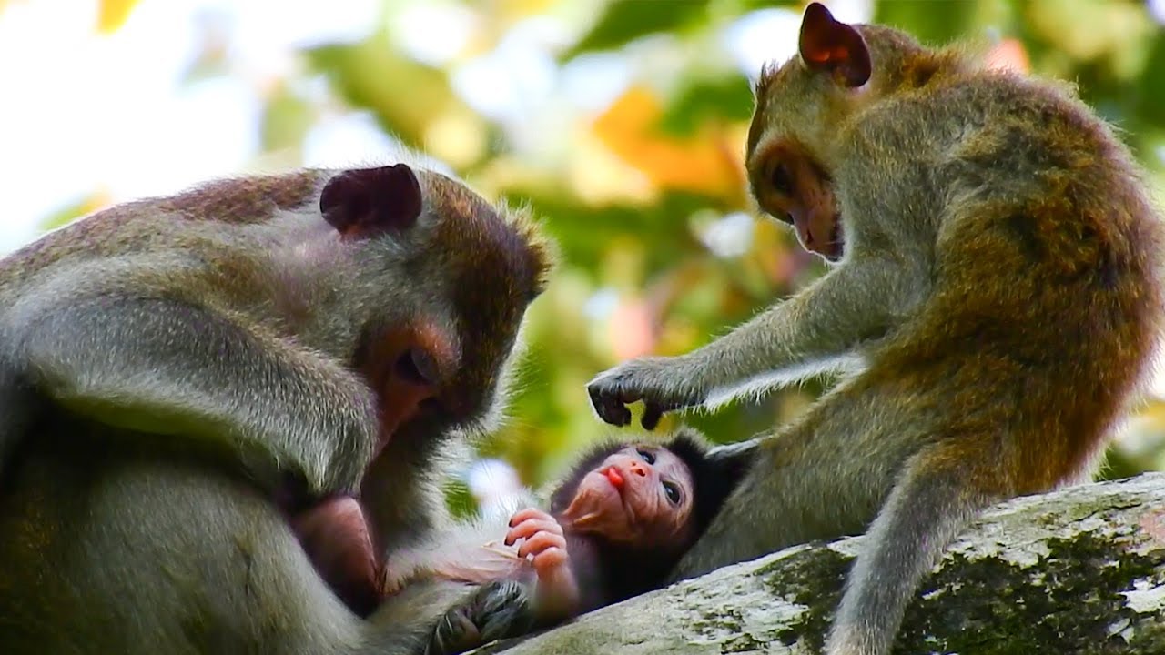 It's so cute how the babies newborn try so hard to keep up with mom ...