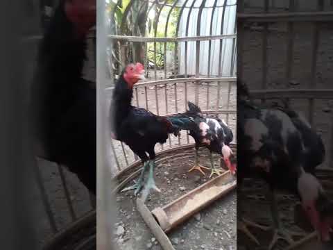 line manop - YouTube