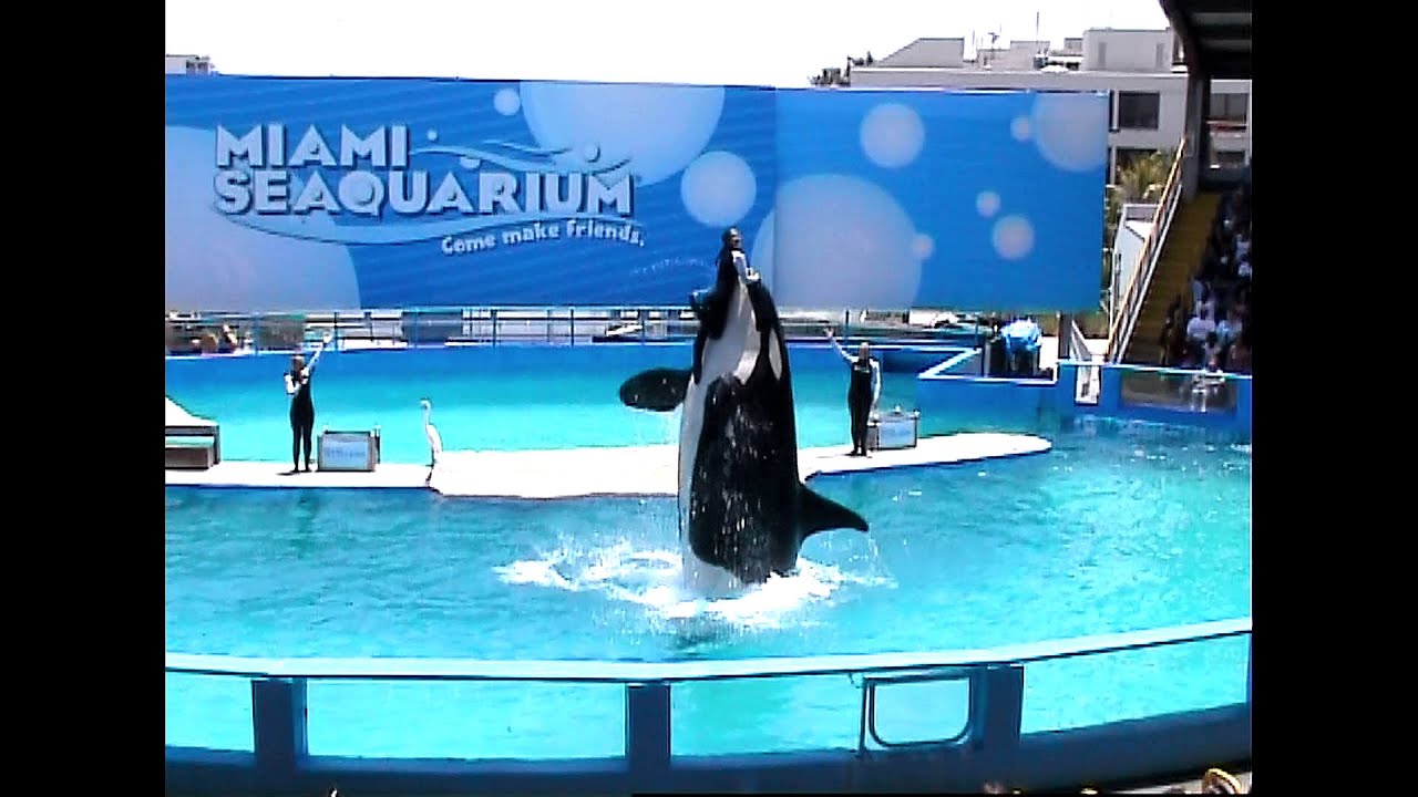 Seaquarium Miami Florida 2007 - YouTube