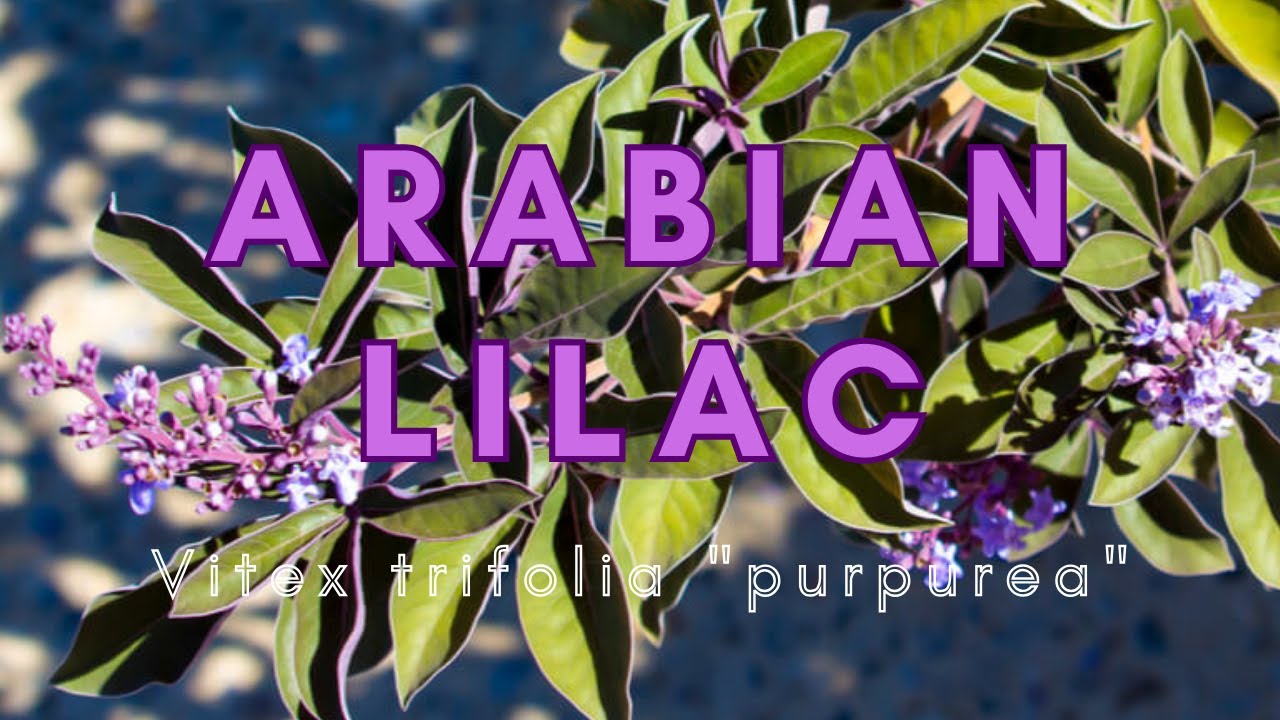 Arabian Lilac (Vitex trifoliate purpurea) - YouTube