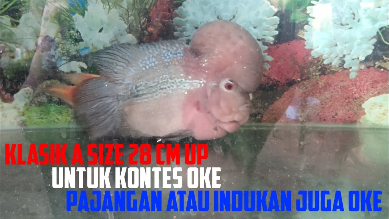 SUPER BIG CLASSIC FLOWERHORN - KAMFA KLASIK A - YouTube