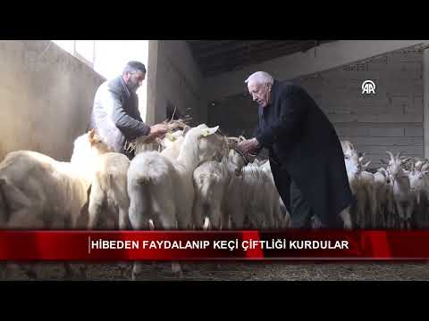 Hibeden faydalanıp keçi çiftliği kurdular
