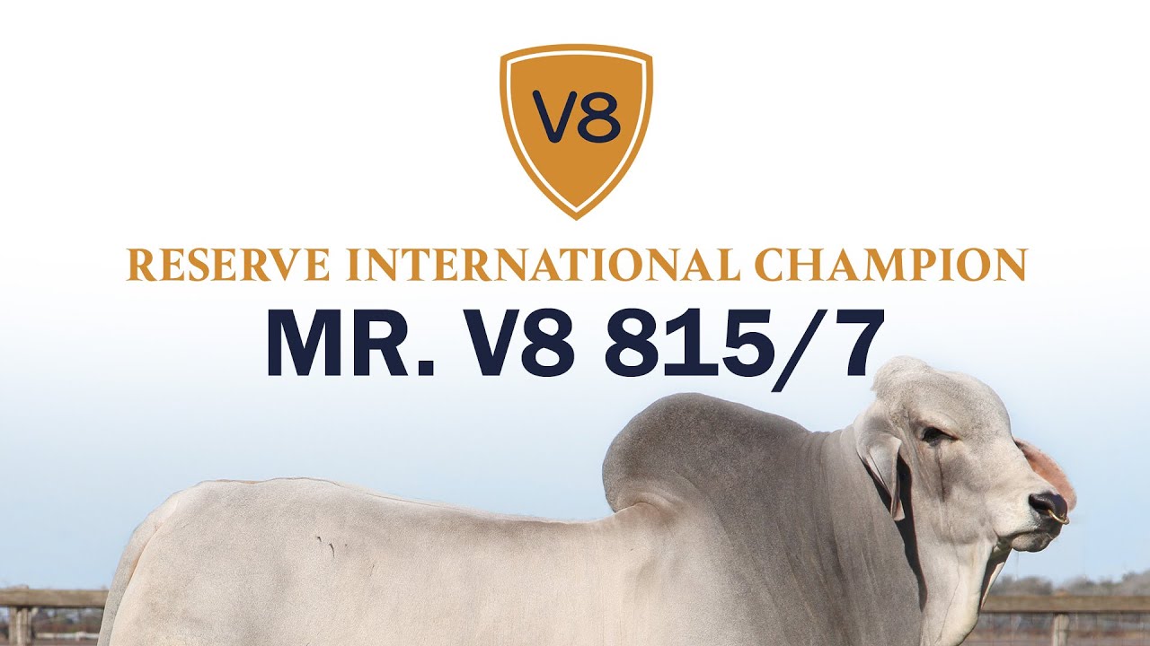 Mr. V8 815/7 - V8 Ranch Brahman Bull - YouTube