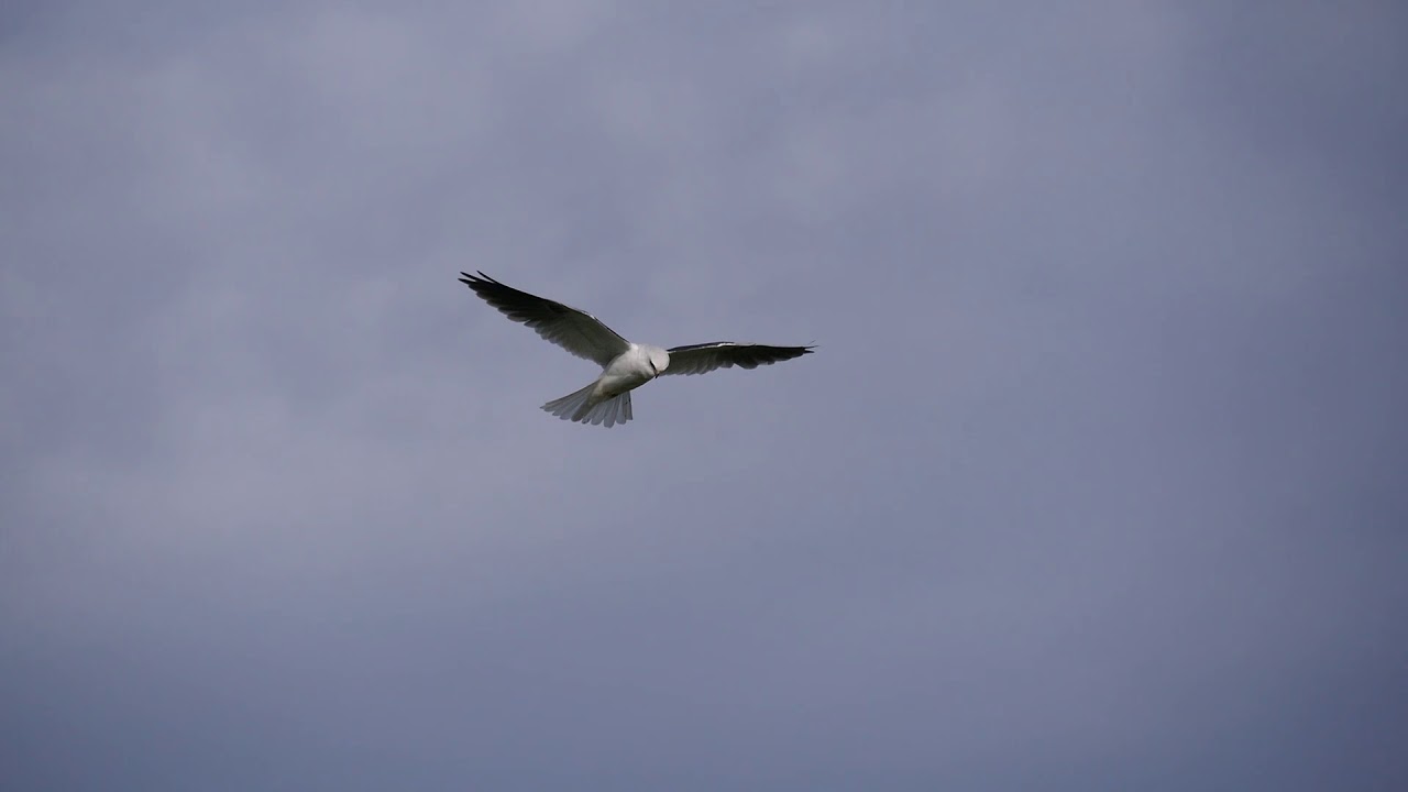 Falcon Hovering at the Berkeley Marina - YouTube