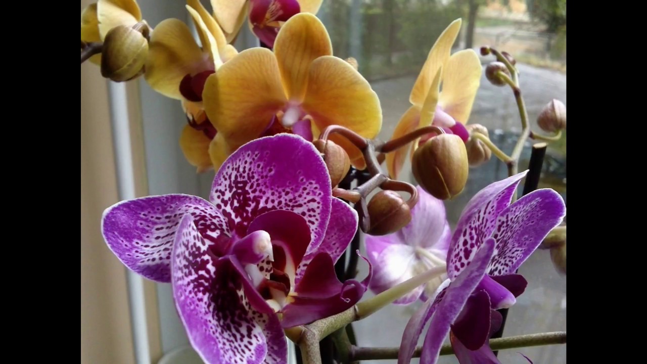 Million Roses - remix - YouTube