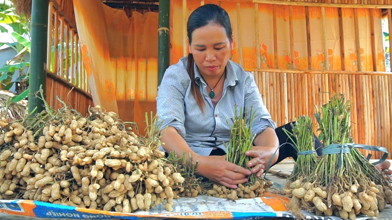 Best peanut season: Journey from underground to LY XUAN DAN house - YouTube