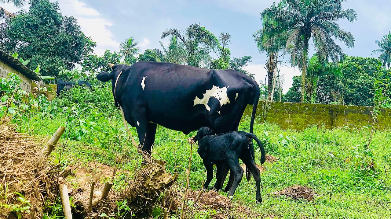 Injection For Cow To Produce More Milk - YouTube