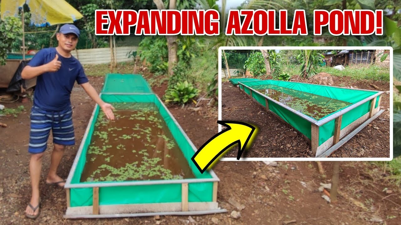 EXPANDING MY AZOLLA POND! Azolla Farming Philippines #diy - YouTube
