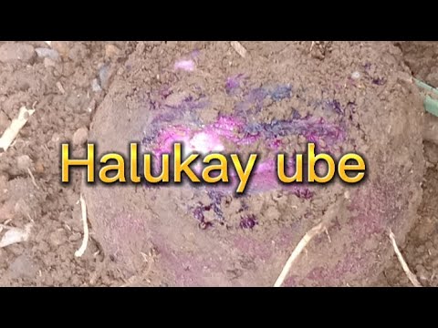 Halukay Ube #Ube sa bakuran - YouTube