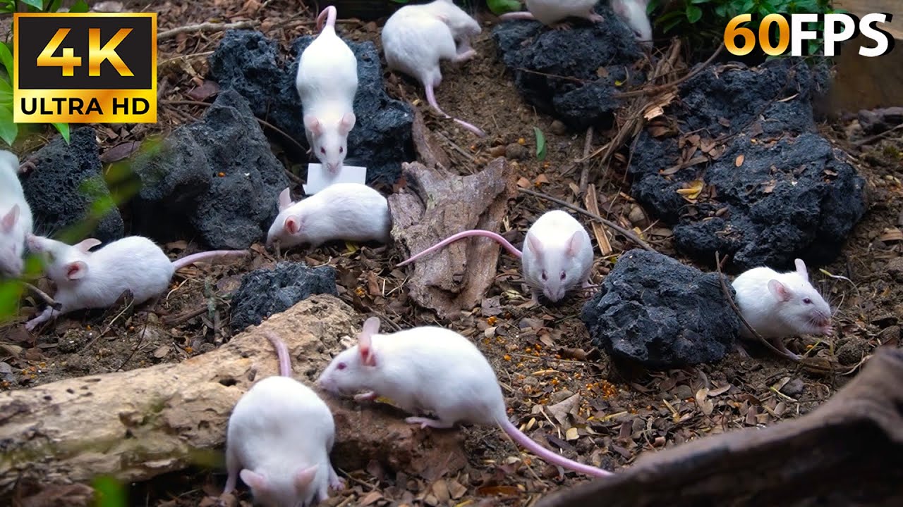 CAT TV: A Day in the Life of Wild Mice 🐭 | Immersive 4K UHD - YouTube