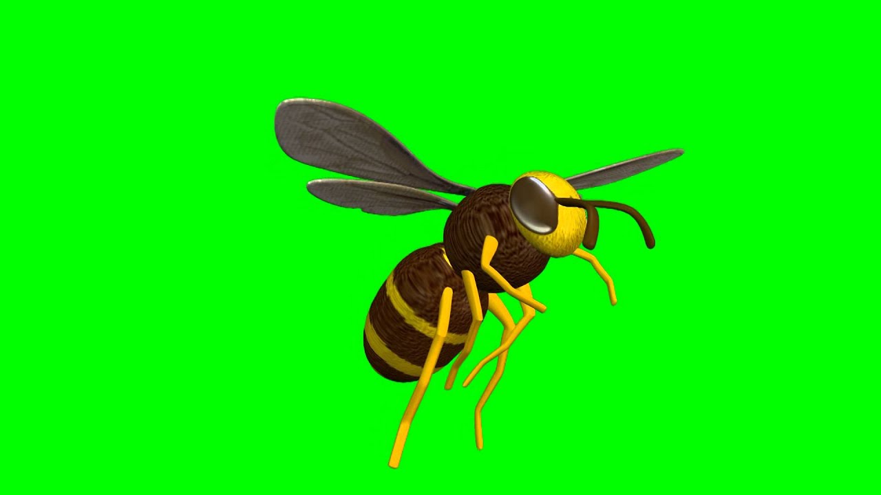 greenscreen bee - YouTube