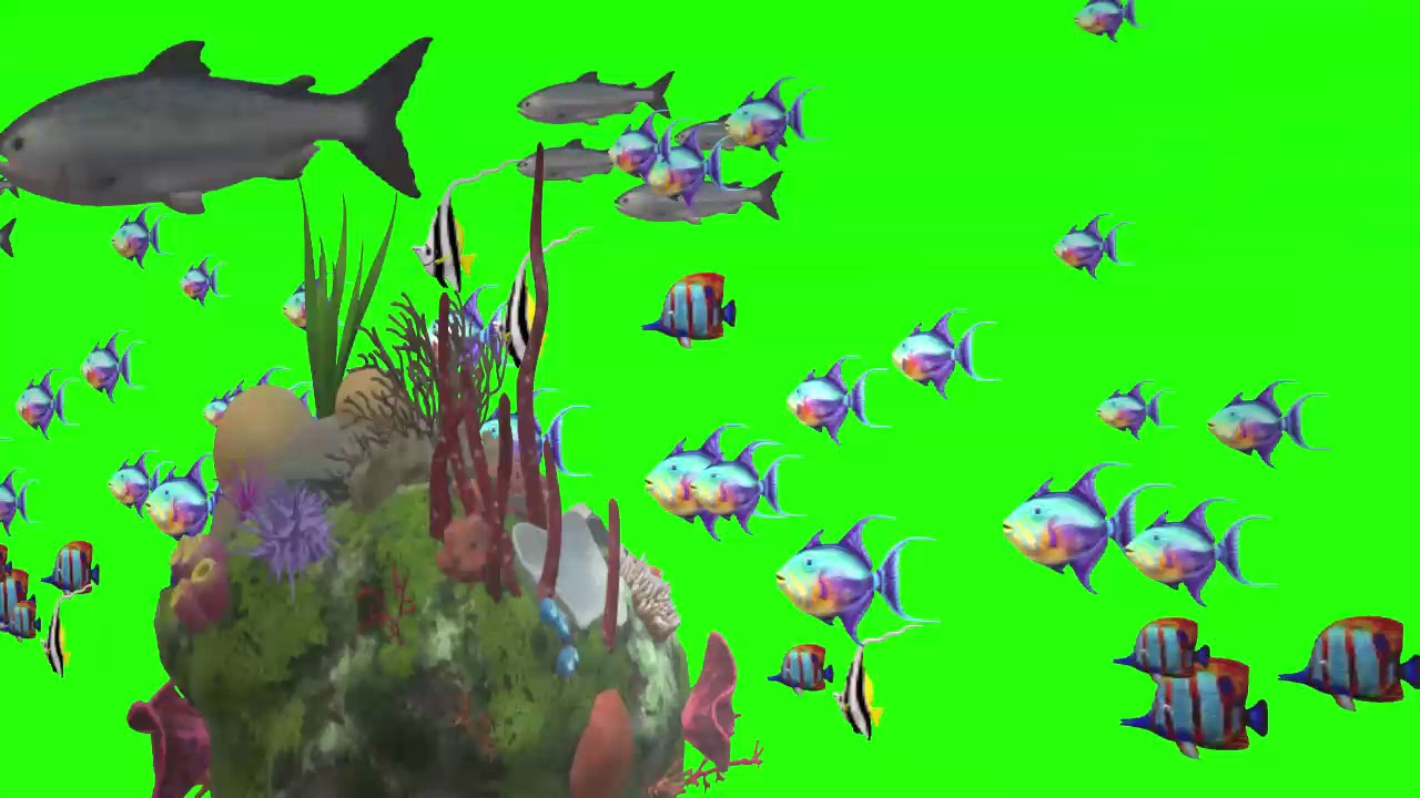Green Screen Clips - Tropical Fish Side Scroll 7 - YouTube
