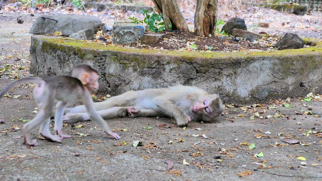 Silent tear drop..! Skinny monkey MOKA screaming and fall down when ...