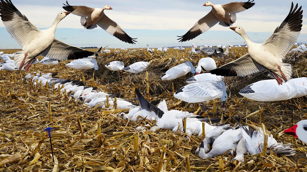 North Dakota Dry Feeding Snow Geese over Decoys! - YouTube