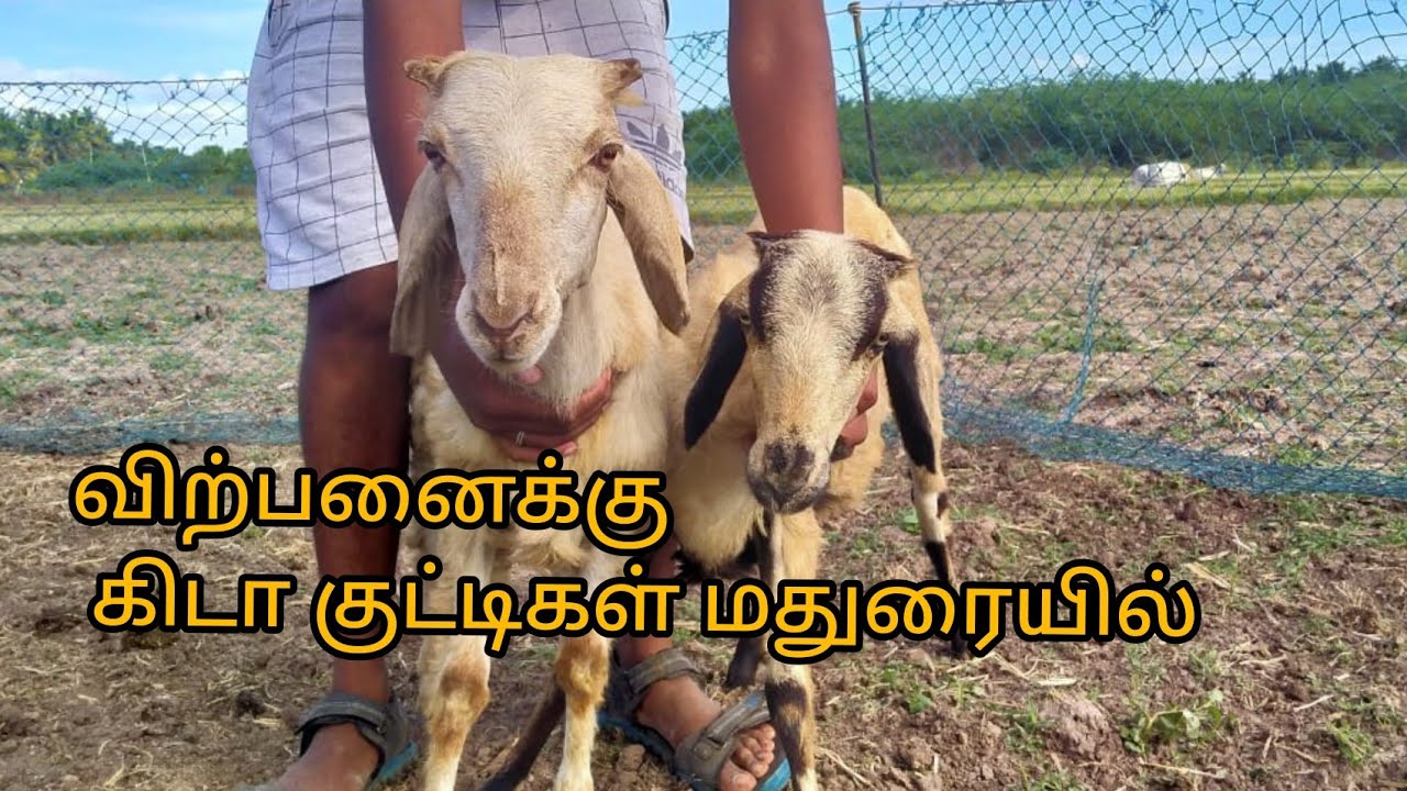 9629843215||semmari aadu valarpu in tamil||sheep farming in tamilnadu ...