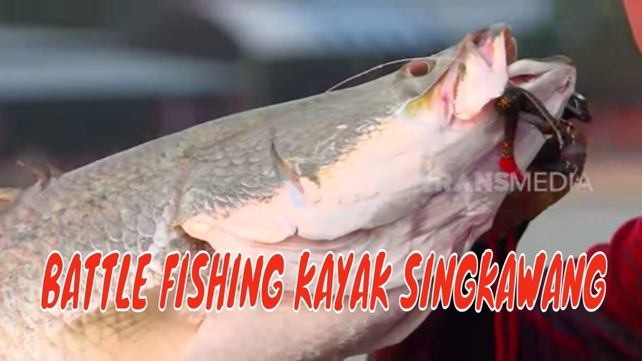[FULL] BATTLE FISHING KAYAK SINGKAWANG | MANCING MANIA STRIKE BACK (13 ...