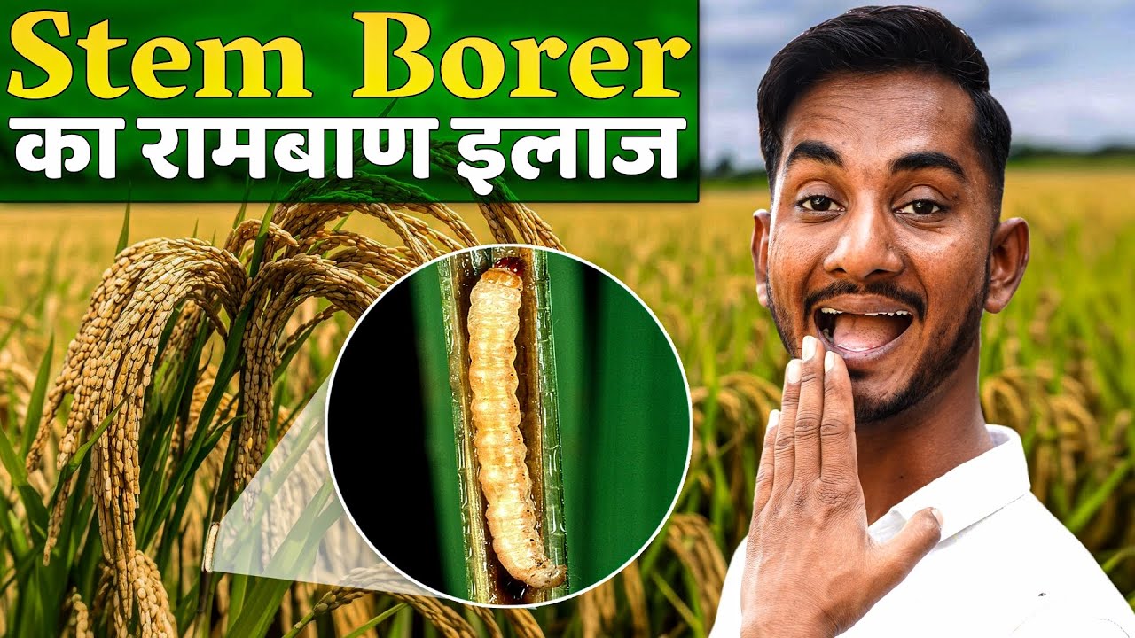 AYAKA Insecticide: Stem Borer का रामबाण इलाज // AYAKA Insecticide For ...