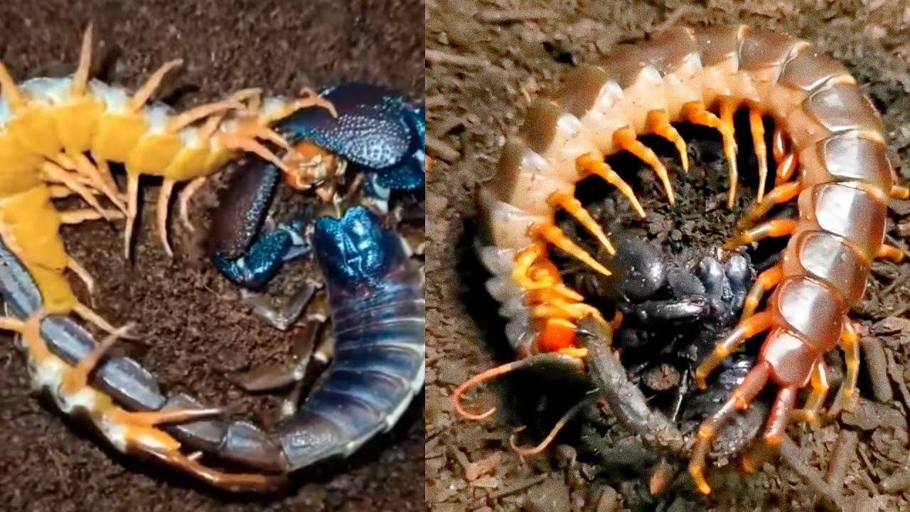 scorpions vs centipedes! top 10 best battles. who is stronger - YouTube