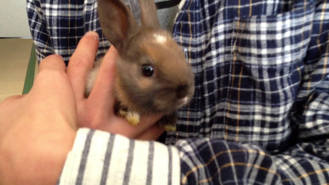 Baby bunny rabbit One month after birth - YouTube
