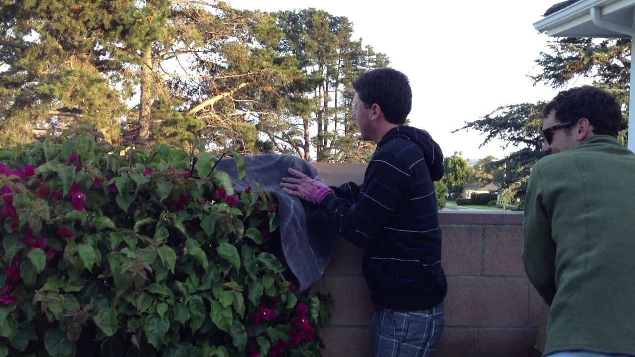 Baby Hawk Rescue - YouTube