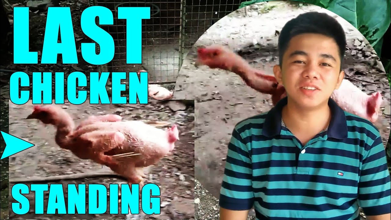 MOST FEATHER LESS CHICKEN IN THE WORLD ( The chicken the you won't ...