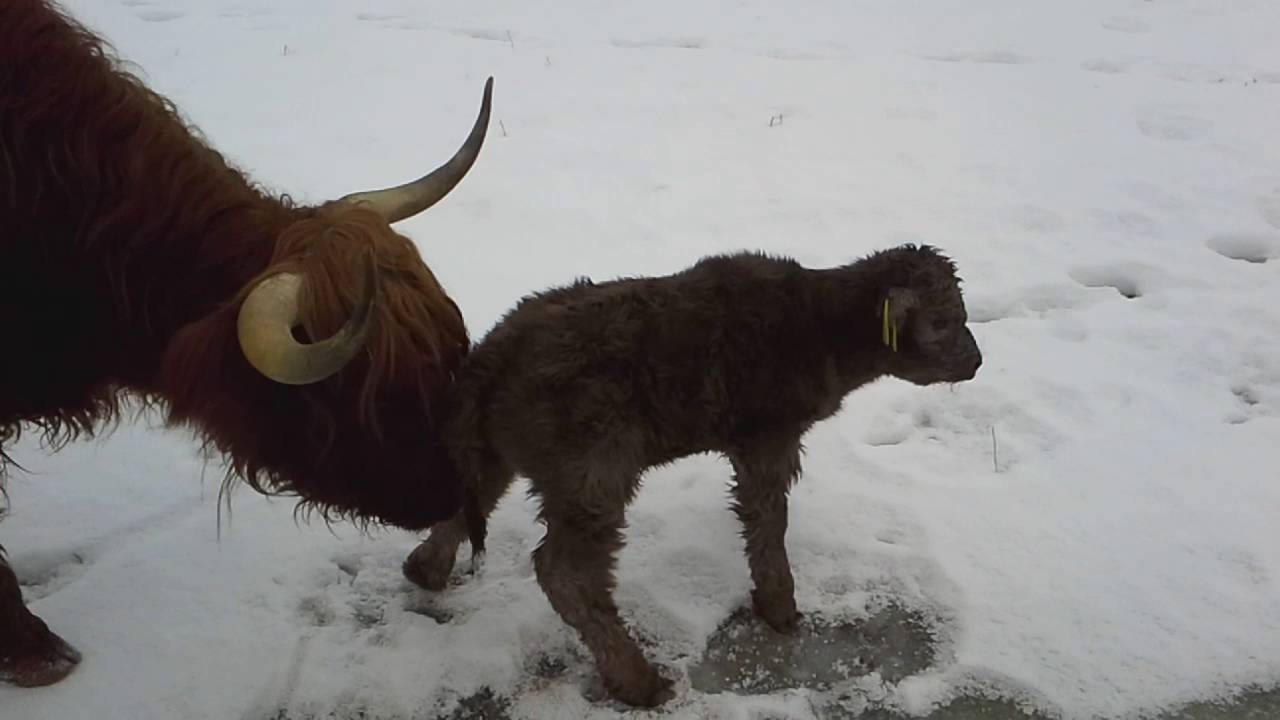 Cow on ice - YouTube