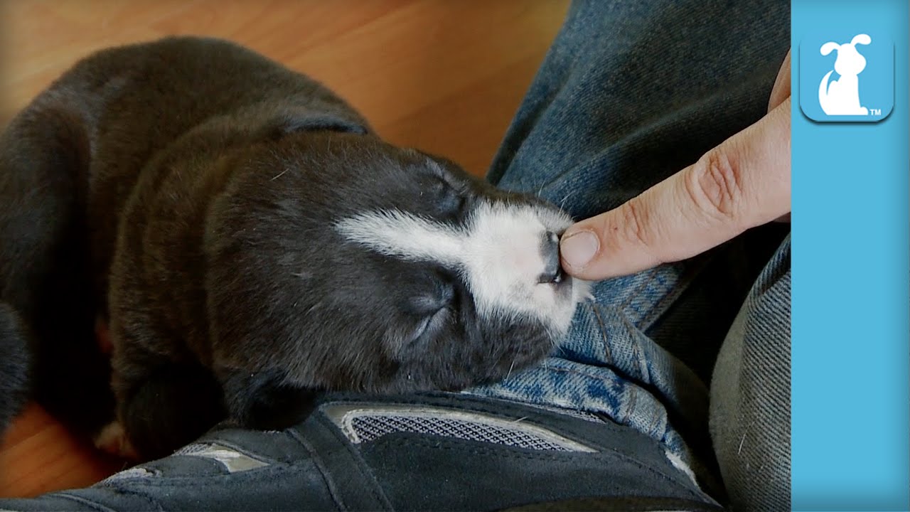 Pitbull Puppy Will Not Accept Your Boop - Puppy Love - YouTube