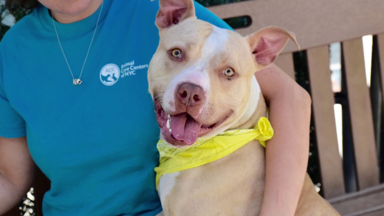 Mercury/NYCACC/66675/RESCUED BY POUND HOUNDS RESQ - YouTube