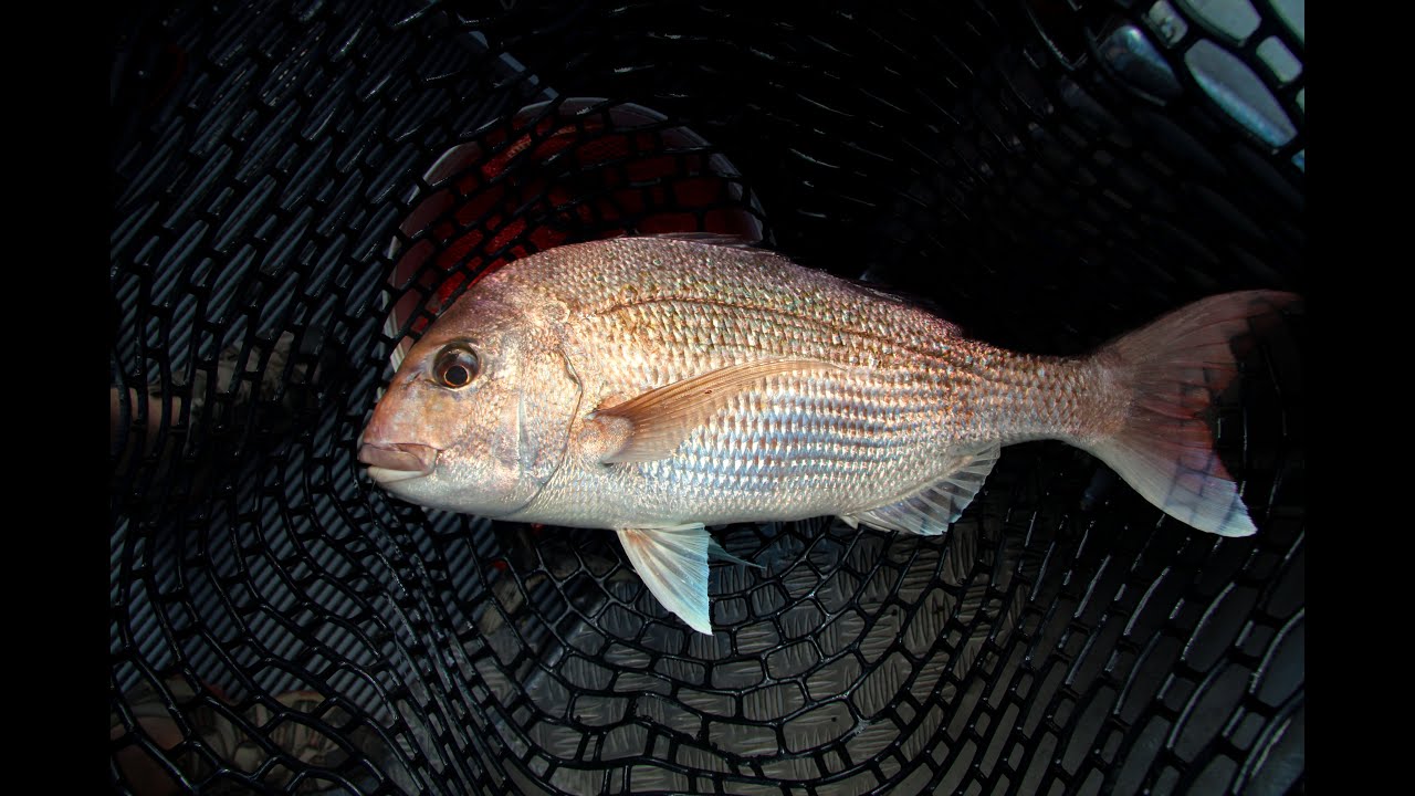Fishing NZ Houhora Harbour Shallow water snapper success - YouTube