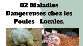 Voici les Maladies Dangereuses chez les Poules Locales | Doovi