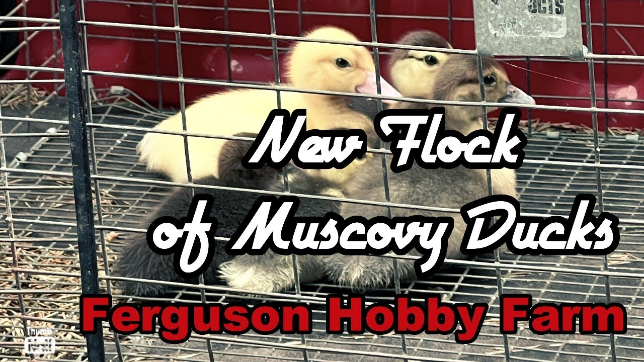 New Muscovy duck flock & Farm update - YouTube