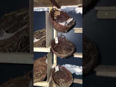 Diyarbakır isimli GüvercinKüme Video-20