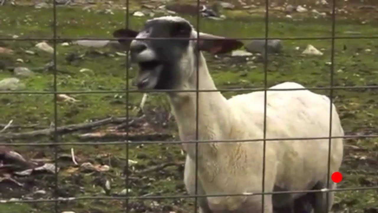 Screaming Sheep Video - YouTube