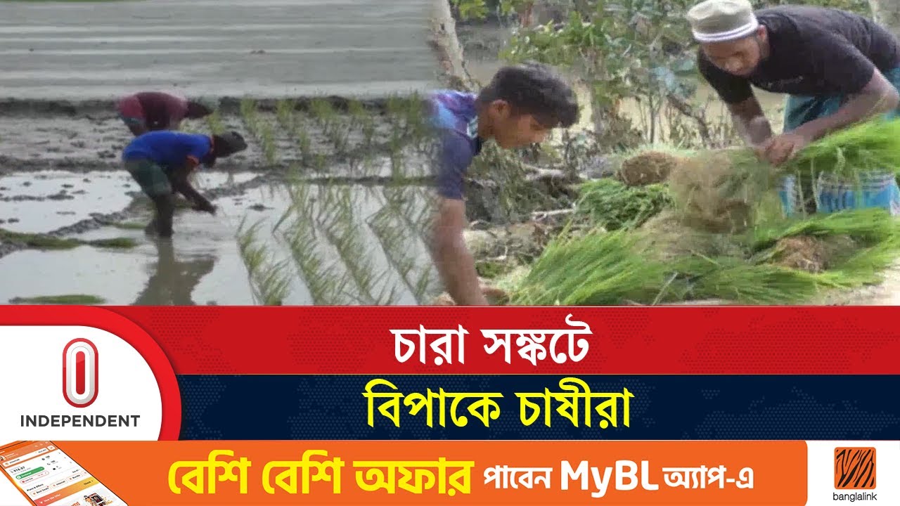 বন্যার পানি নামায় ঘুরে দাঁড়ানোর চেষ্টায় কুমিল্লার কৃষকরা | Comilla | Independent TV - YouTube