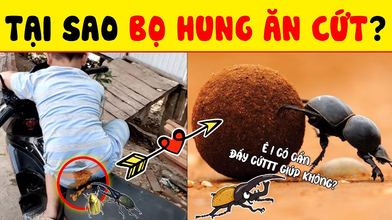 13 Câu Đố Về Bọ Hung Khiến Cho Bạn Giật Mình Ngã Ngửa, Tại Sao Bọ Hung ...