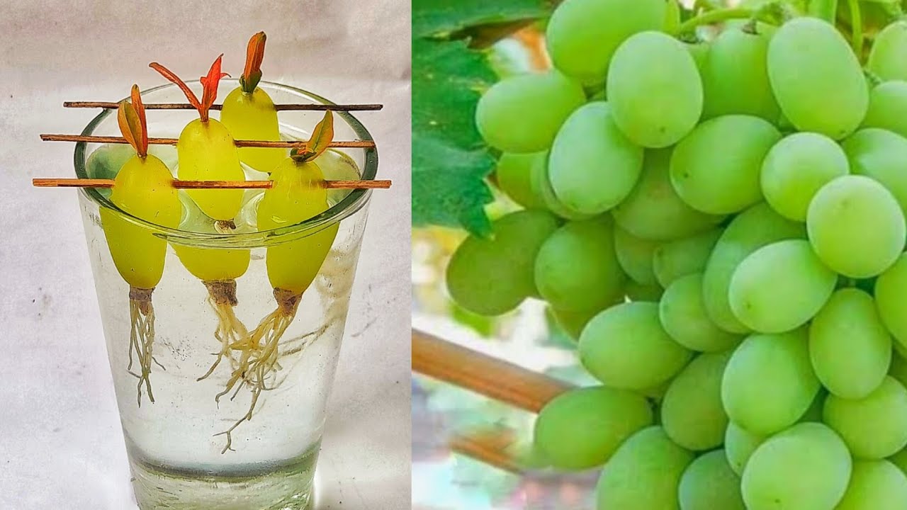 Simple Method Propagate Grape Tree With Water | Growing Grape Tree At ...