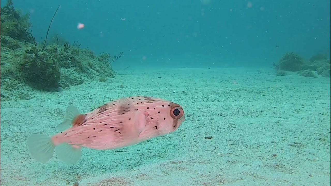 Identifying Some of the Fish of the Florida Keys - YouTube