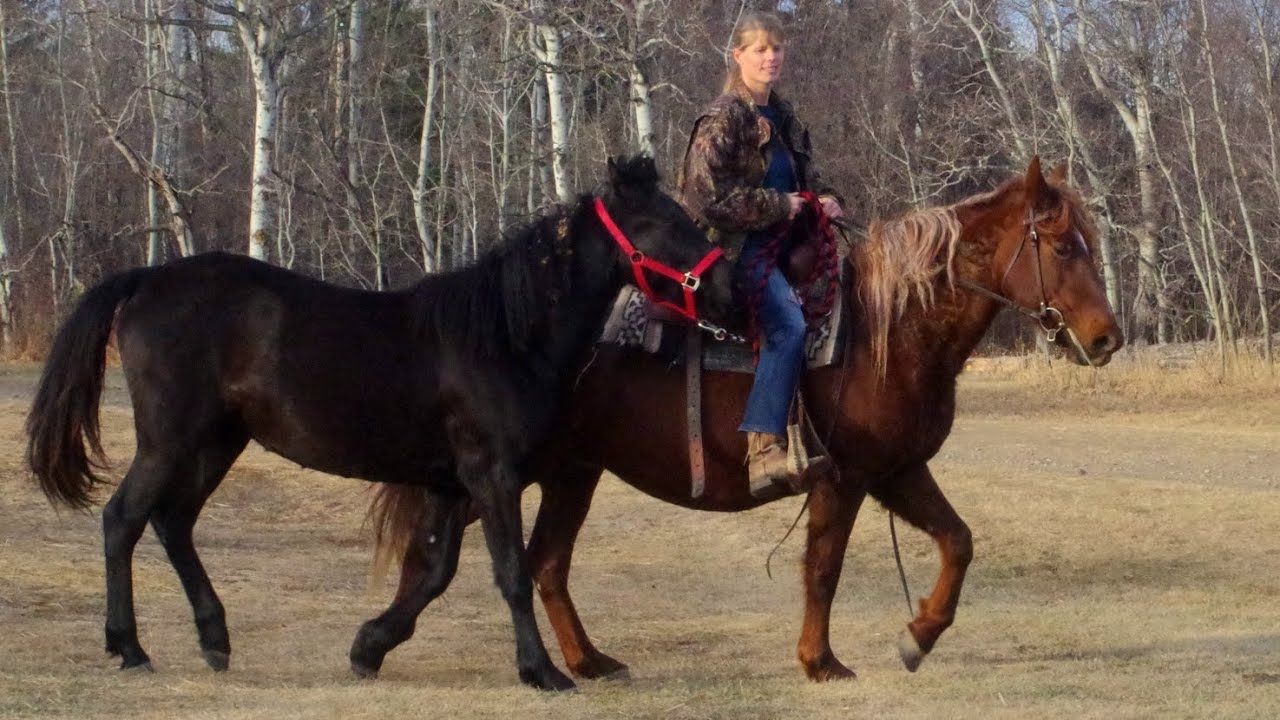 Training colts to Pony! How and Why! - YouTube