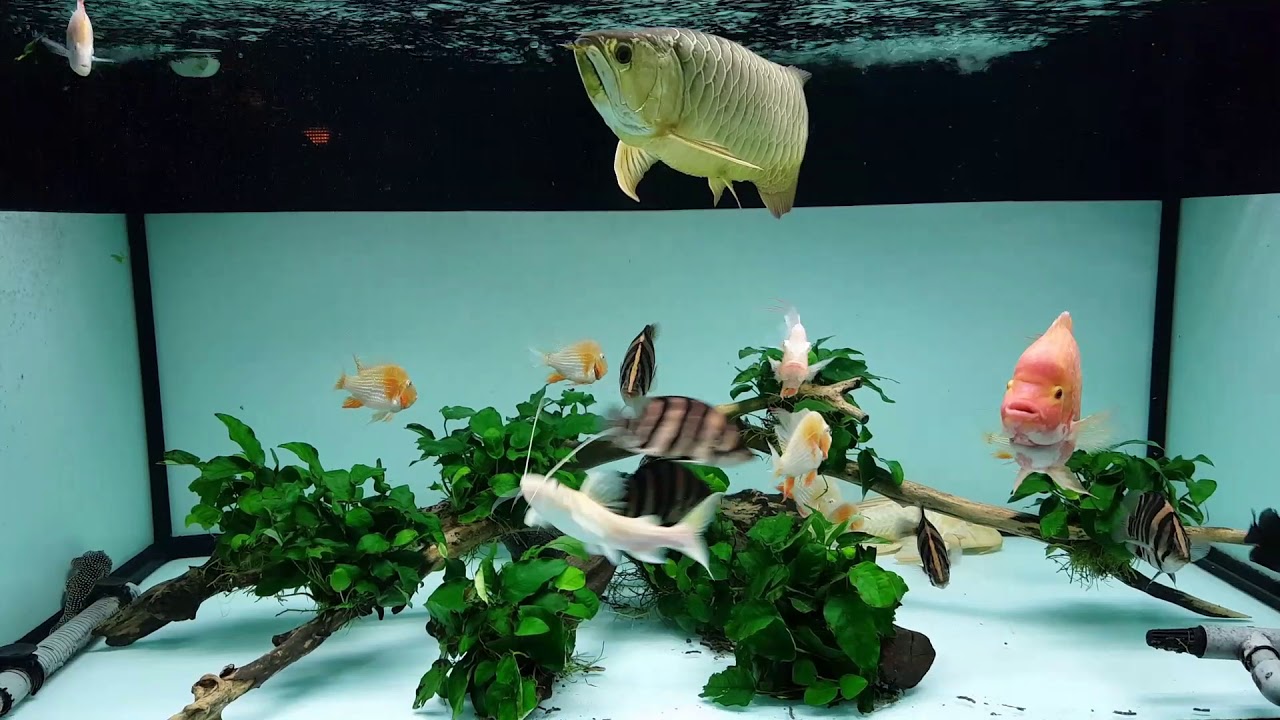 Indonesian Tiger v.s Arowana - YouTube
