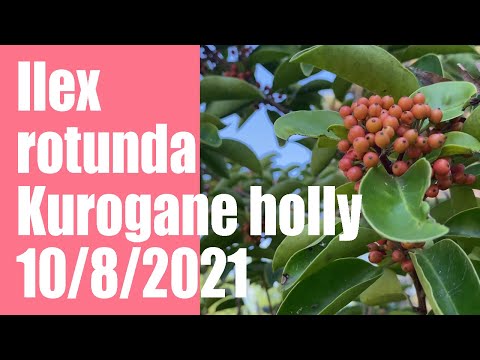 【Flowers and Trees】The berries of the Kurogane holly are turning red.