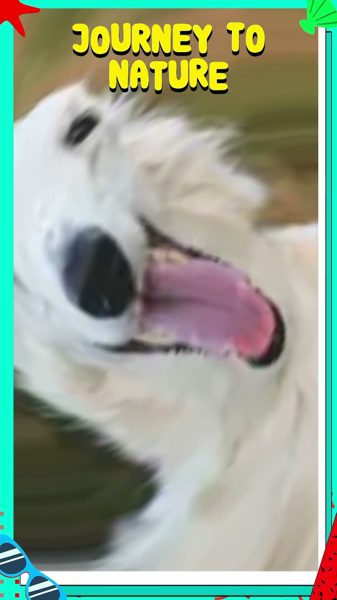#borzoimeme borzoi dog 💖 #funny - YouTube